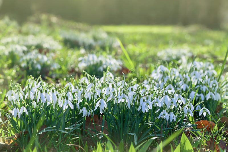 Snowdrops on the field stock photo. Image of flower, detail - 70178838