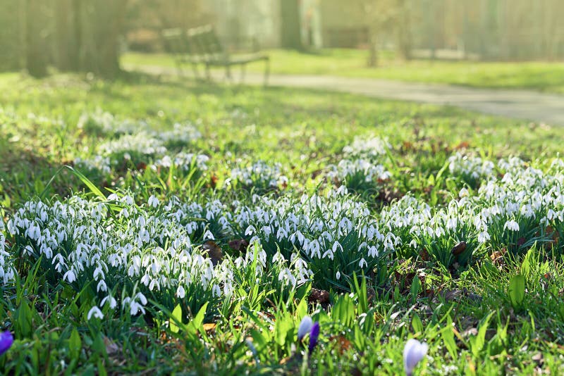 Snowdrops on the field stock image. Image of group, natural - 70179305