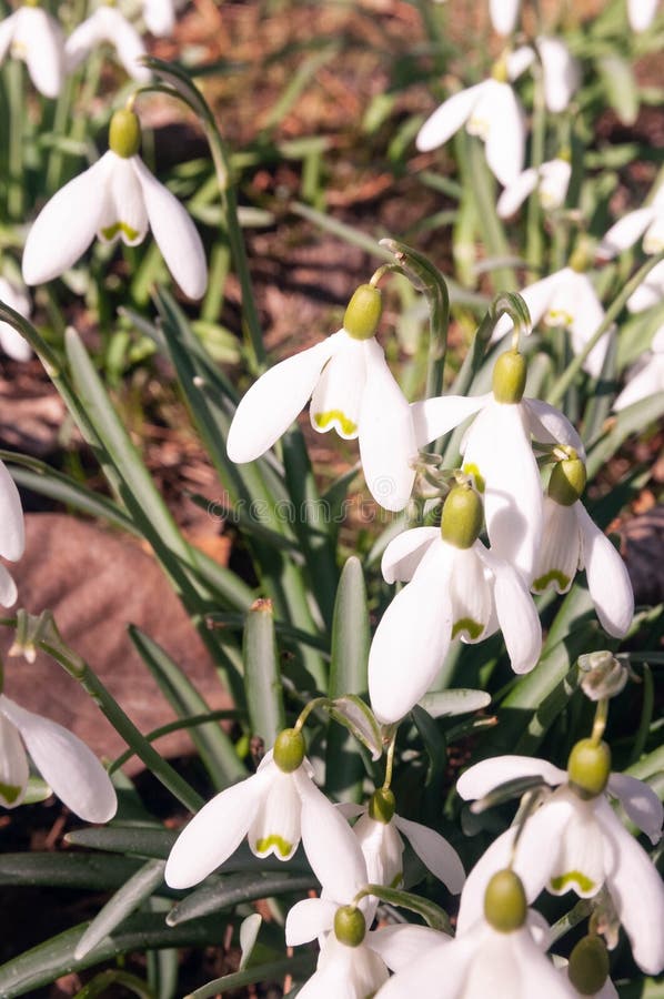 Galanthus Nivalis - the Snowdrop is Widely Grown in Gardens, in ...
