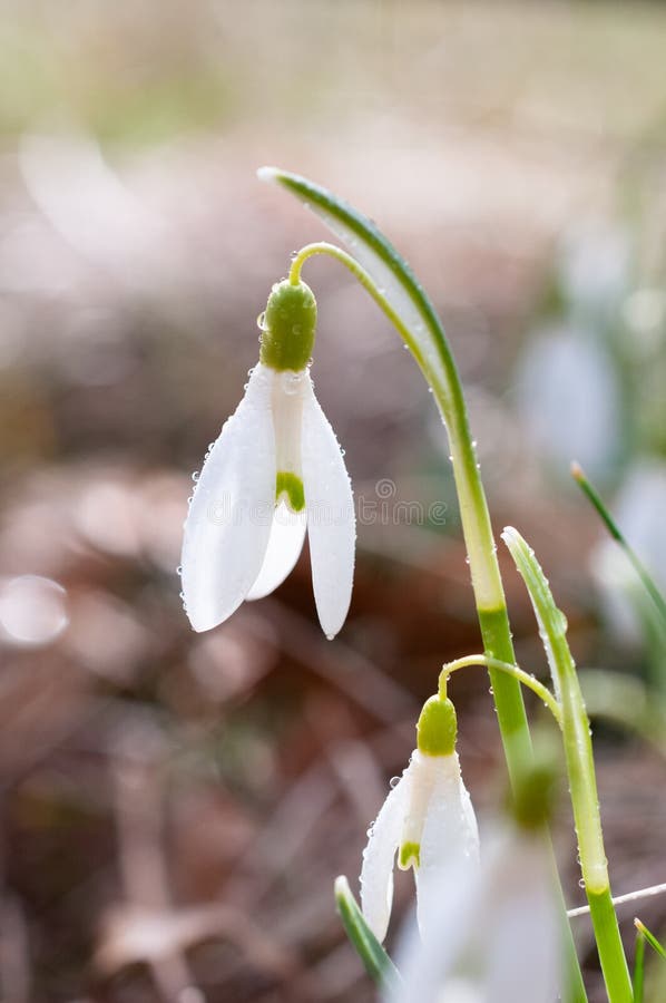 Galanthus Nivalis - the Snowdrop is Widely Grown in Gardens, Close-up ...