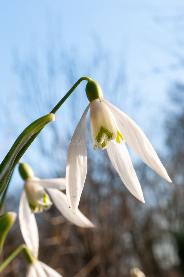 Galanthus Nivalis - the Snowdrop is Widely Grown in Gardens, Close-up ...
