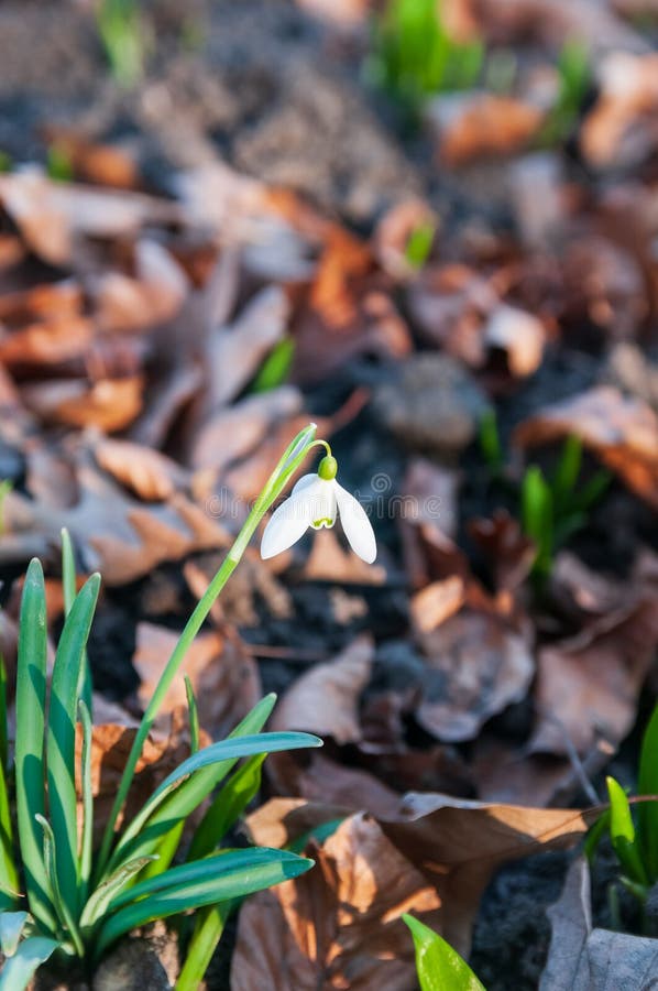 Galanthus Nivalis - the Snowdrop is Widely Grown in Gardens, in ...