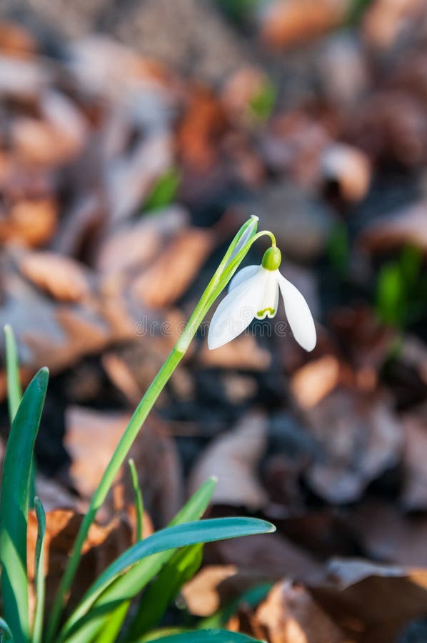 Galanthus Nivalis - the Snowdrop is Widely Grown in Gardens, in ...