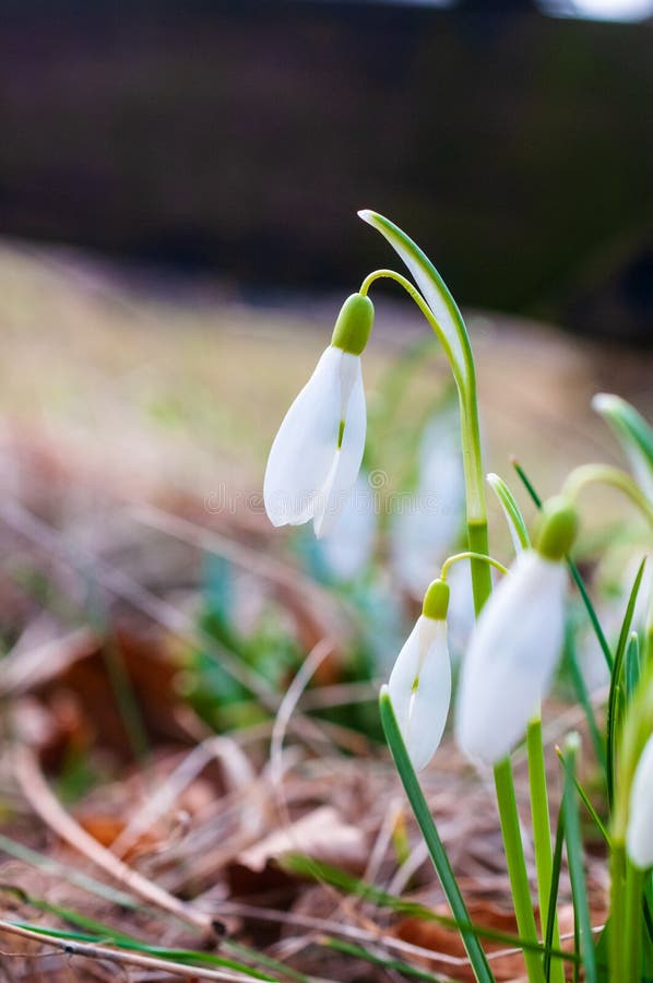 Galanthus Nivalis - the Snowdrop, Spring White Flower in the Natural ...