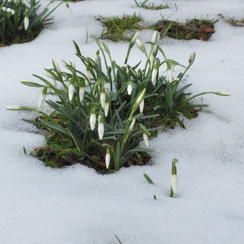 Snowdrops - the First Spring Flowers. Stock Photo - Image of spring ...