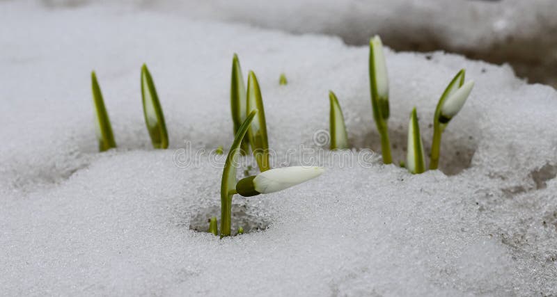 Snowdrops - the First Spring Flowers. Stock Photo - Image of spring ...