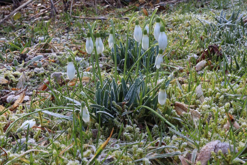 Snowdrops the First Harbinger of Spring Stock Image - Image of botanic ...