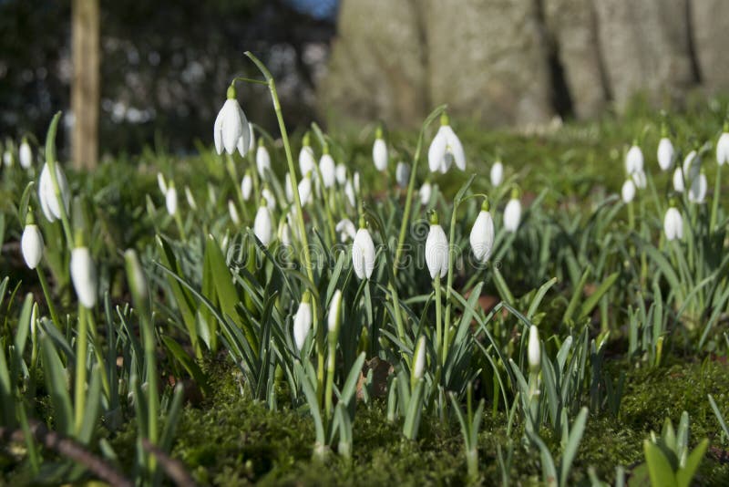 Snowdrops the First Sign of Spring Under the Shadow of Tree Stock Photo ...