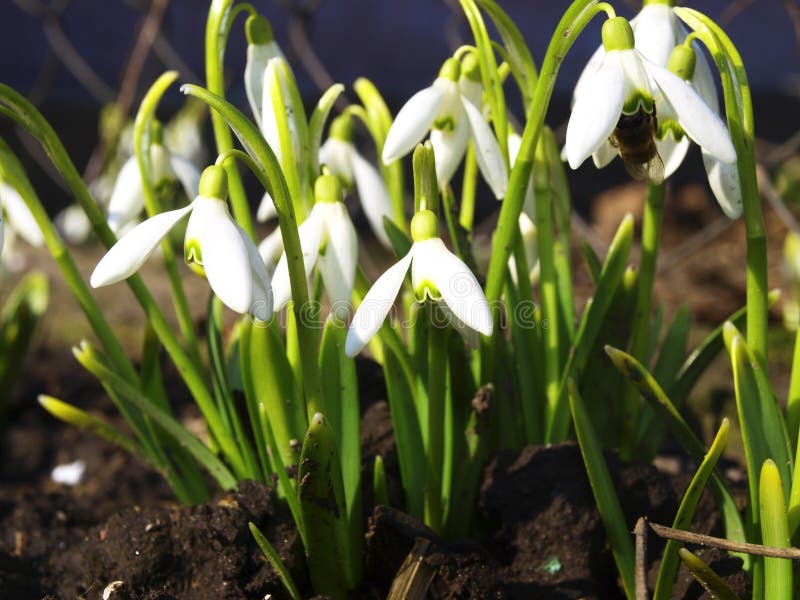 Snowdrops - the First Spring Flowers. Stock Photo - Image of spring ...