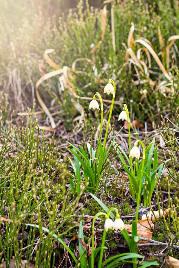 Snowdrops. the First Spring Flowers Stock Image - Image of macro ...