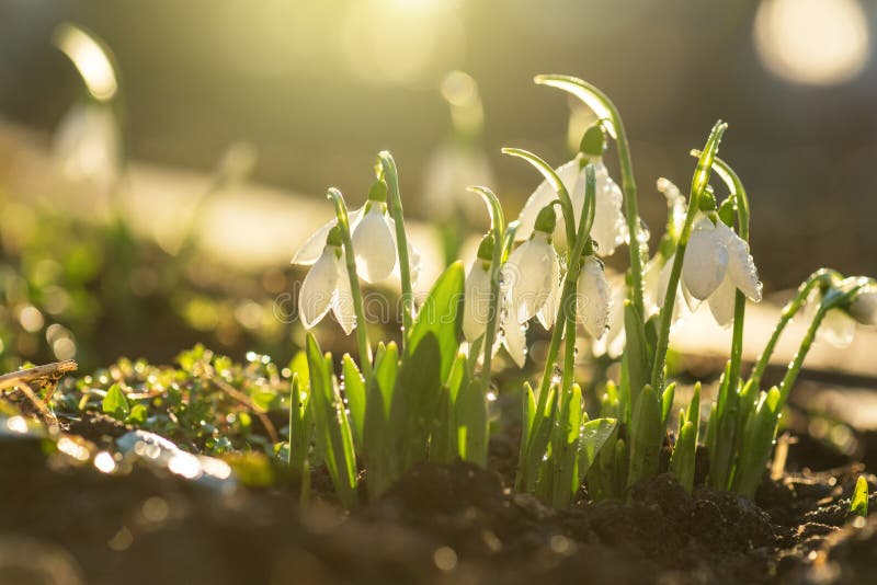 Snowdrops First Spring Flowers Stock Photo - Image of botanical ...