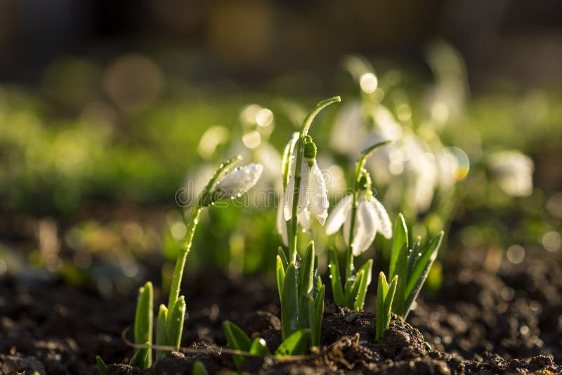 Snowdrops First Spring Flowers Stock Photo - Image of garden, beautiful ...