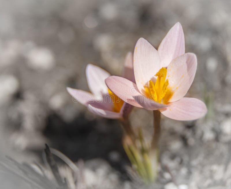 Pink crocus stock image. Image of leaves, magenta, botanical - 16108701