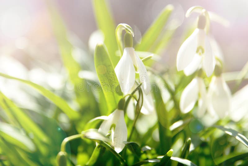 Snowdrops First Spring Flowers in Sunlight Stock Photo - Image of ...