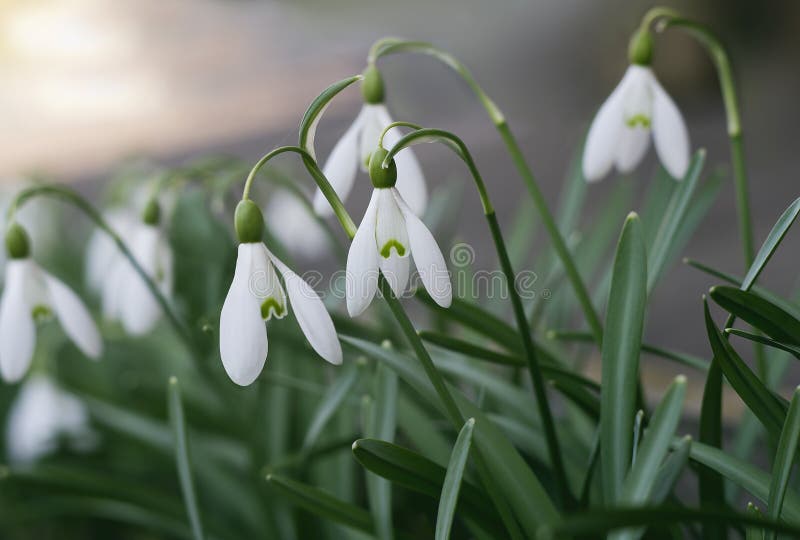 Snowdrops - the First Spring Flowers. Stock Photo - Image of spring ...