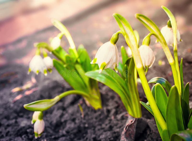 Snowdrops - the First Spring Flowers. Stock Photo - Image of spring ...