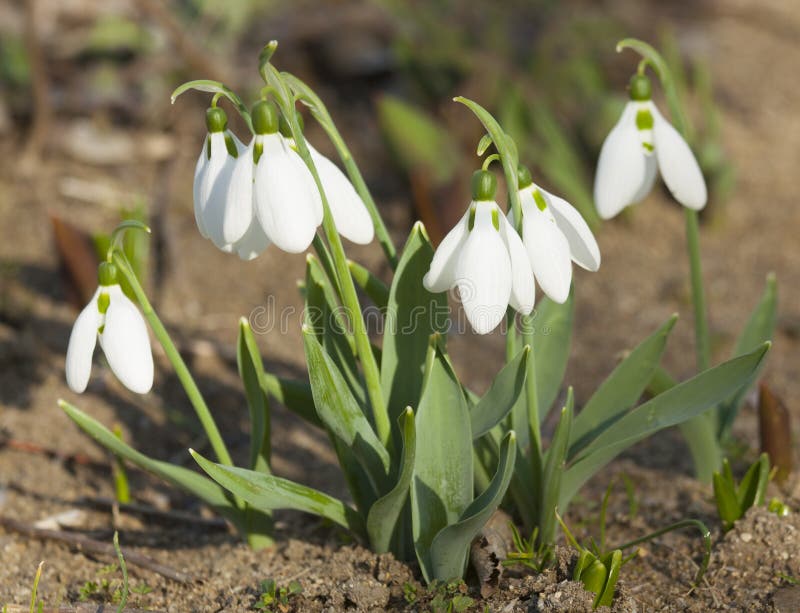 Snowdrops First Spring Flowers White Colour on Ground, St. St ...
