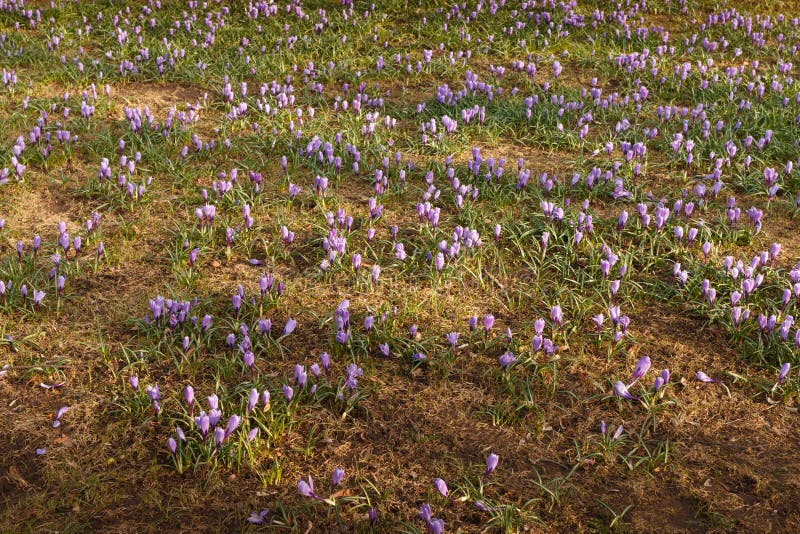 Snowdrops First White Crocus Wild Flowers Spring Stock Image - Image of ...