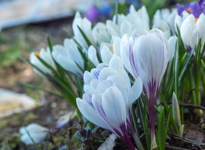 Snowdrops First White Crocus Wild Flowers Spring Snow Stock Photo ...
