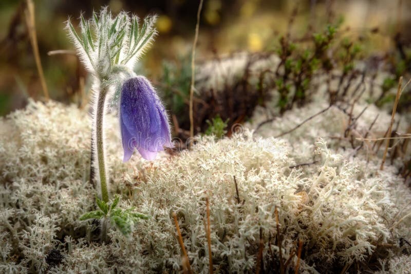 Snowdrops Flowers First Spring Dew Stock Photo - Image of meadow ...