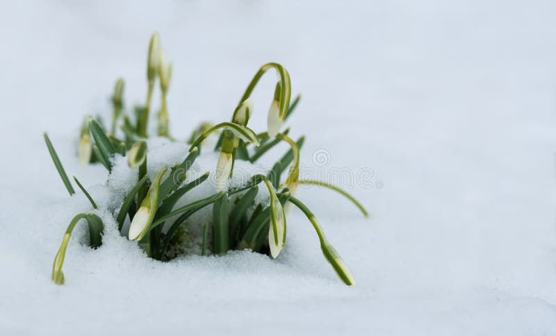 Snowdrops Flowers in Snow at Early Spring Stock Image - Image of head ...
