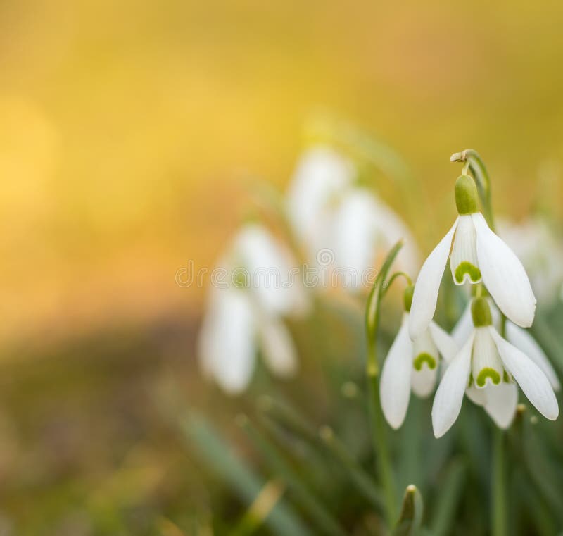 Snowdrops stock image. Image of blooming, nature, natural - 51345499