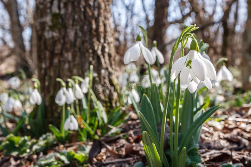 Snowdrops in the forest stock image. Image of carpet - 28693971