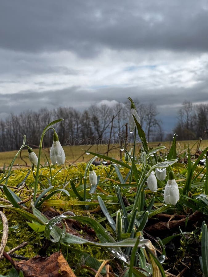 Snowdrops in Forest: Natural Spring Scene Stock Photo - Image of flora ...