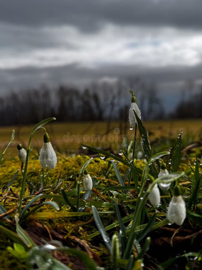 Snowdrops in Forest: Natural Spring Scene Stock Photo - Image of bloom ...