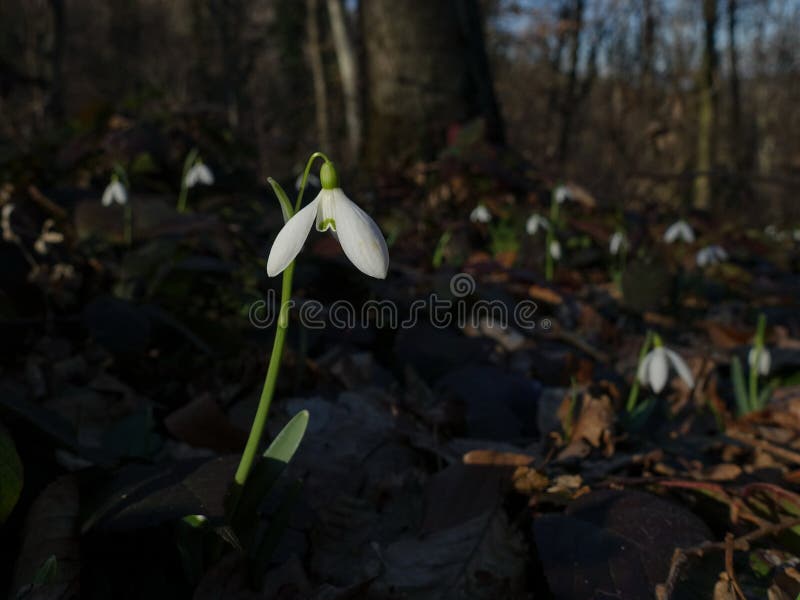 Snowdrops in the Forest Symbol of Spring and Hope Stock Photo - Image ...