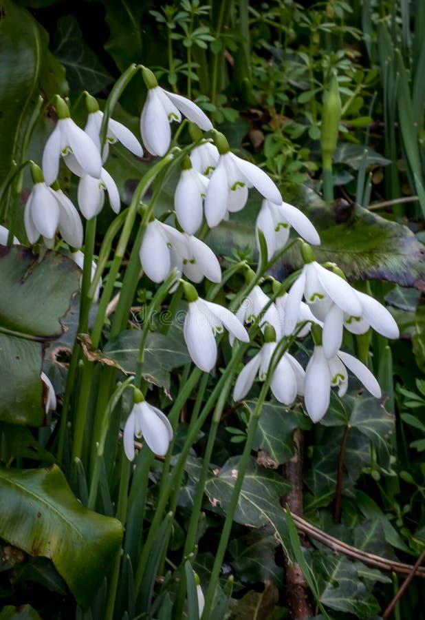 Snowdrops stock photo. Image of border, botanic, springtime - 86474172