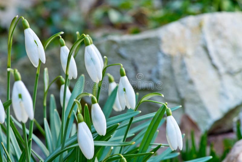 Snowdrops in the Garden Sunshine. Stock Image - Image of field, elegant ...