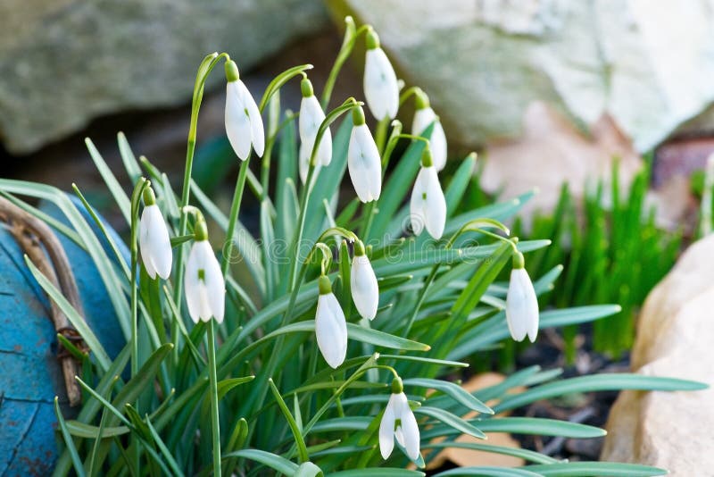 Snowdrops in the Garden Sunshine. Stock Image - Image of field, elegant ...