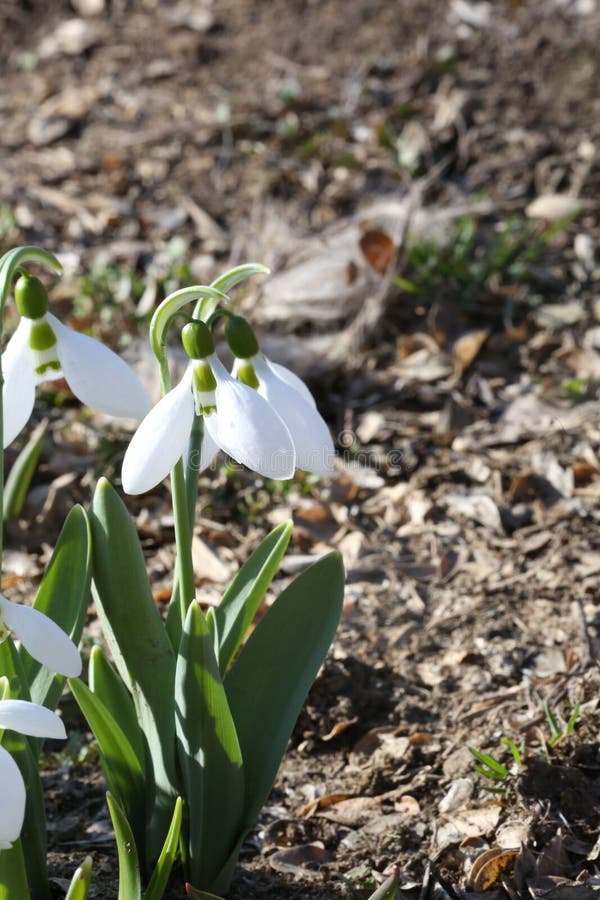 Snowdrops stock photo. Image of thaw, march, snow, season - 88058620