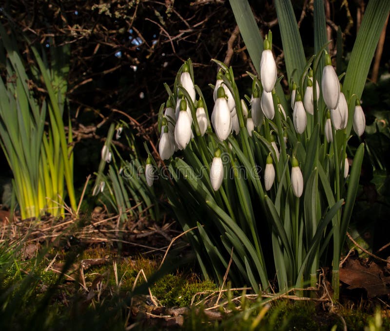 Snowdrops Growing in a Garden Stock Photo - Image of details ...