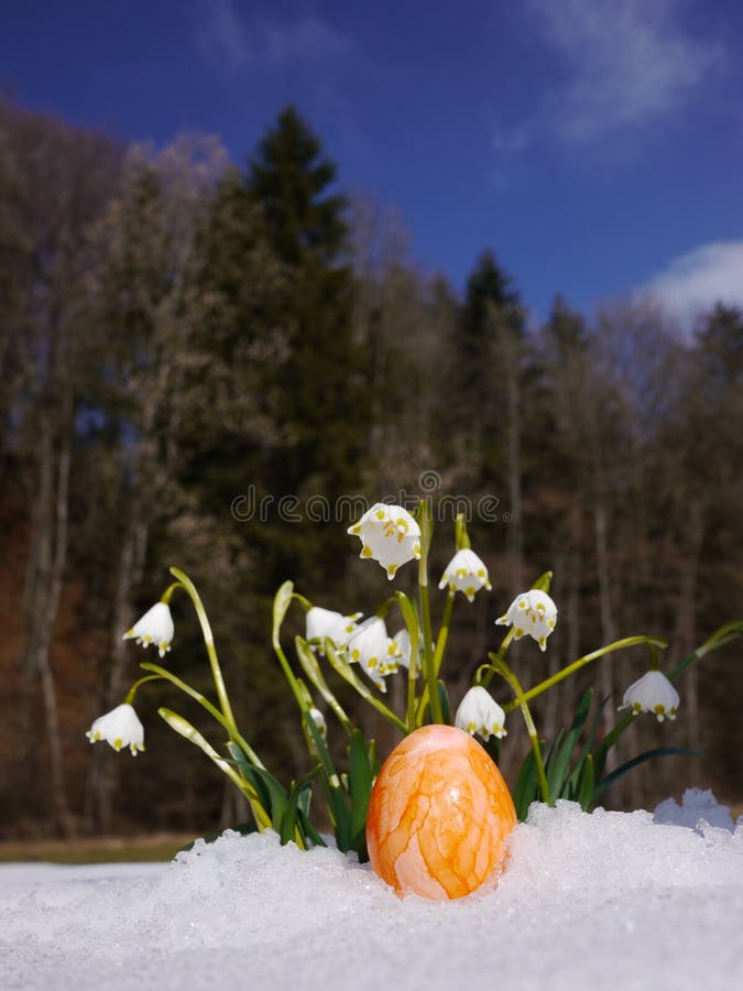 Snowdrops Growing Out Snow with Easter Eggs Stock Photo - Image of ...