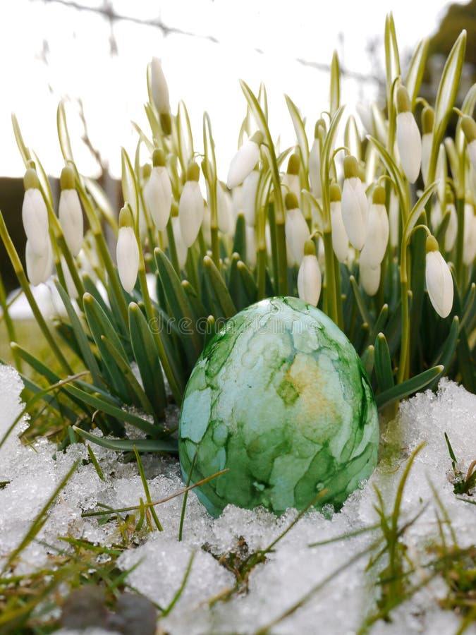 Snowdrops Growing Out Snow with Easter Eggs Stock Photo - Image of ...