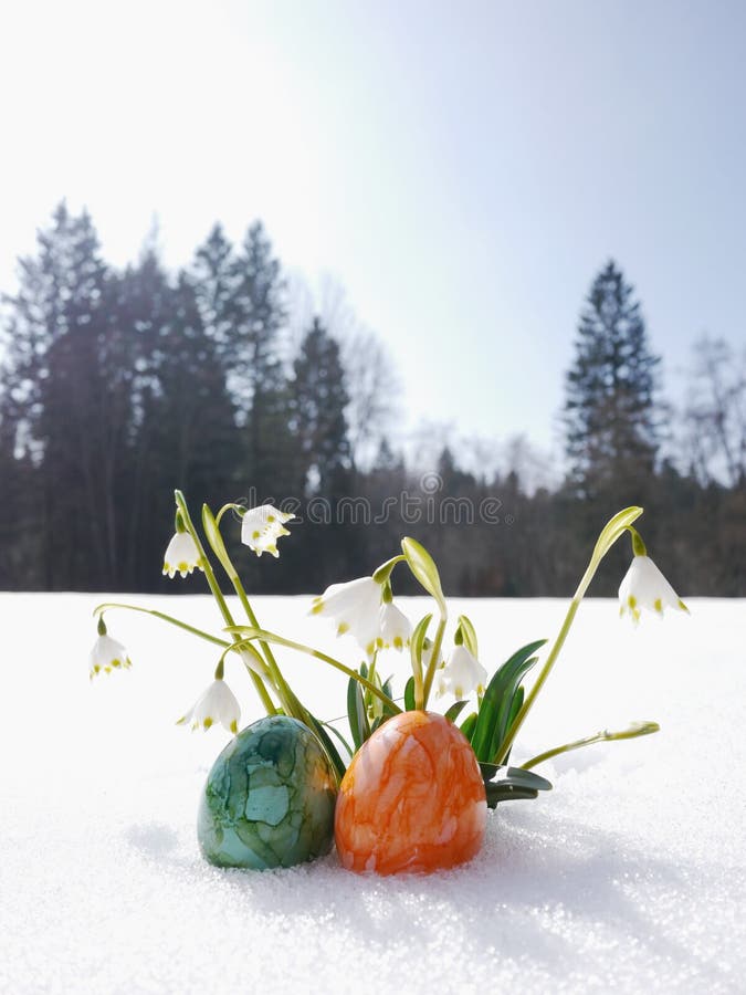 Snowdrops Growing Out Snow with Easter Eggs Stock Photo - Image of ...