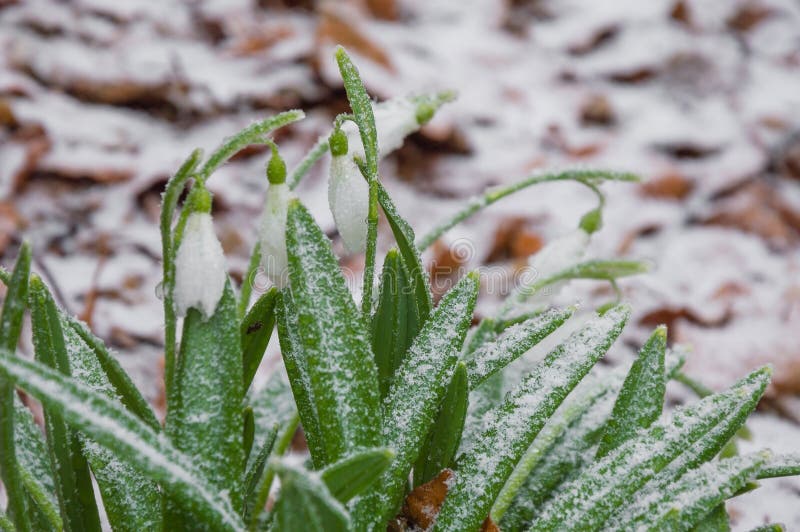 Snowdrops in hoarfrost stock image. Image of meadow, frost - 38501669