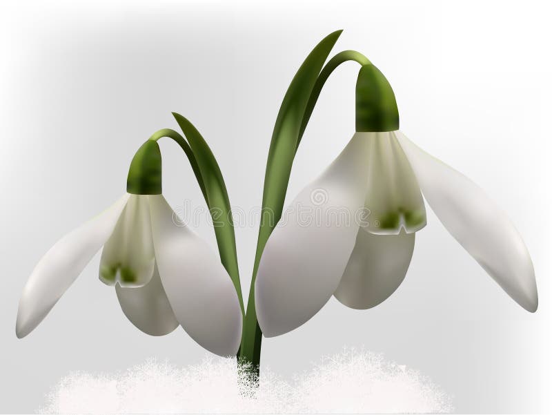 Snowdrops illustration stock vector. Illustration of drop - 17944174