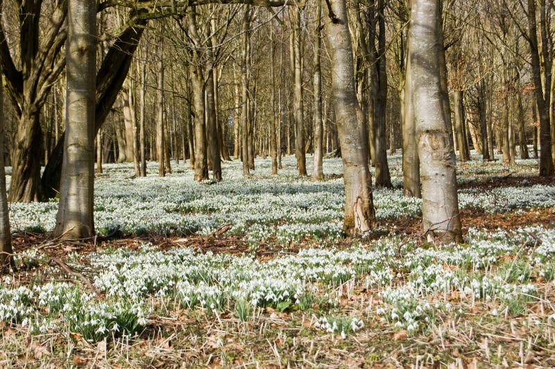 Snowdrops im Waldland stockfoto. Bild von schönheit, waldland - 23455348