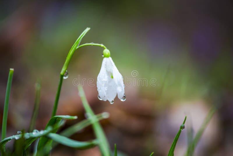 Snowdrops Inside of the Forest Stock Photo - Image of green, crocus ...