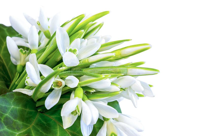 Snowdrops Isolated on White Background Stock Image - Image of herbal ...