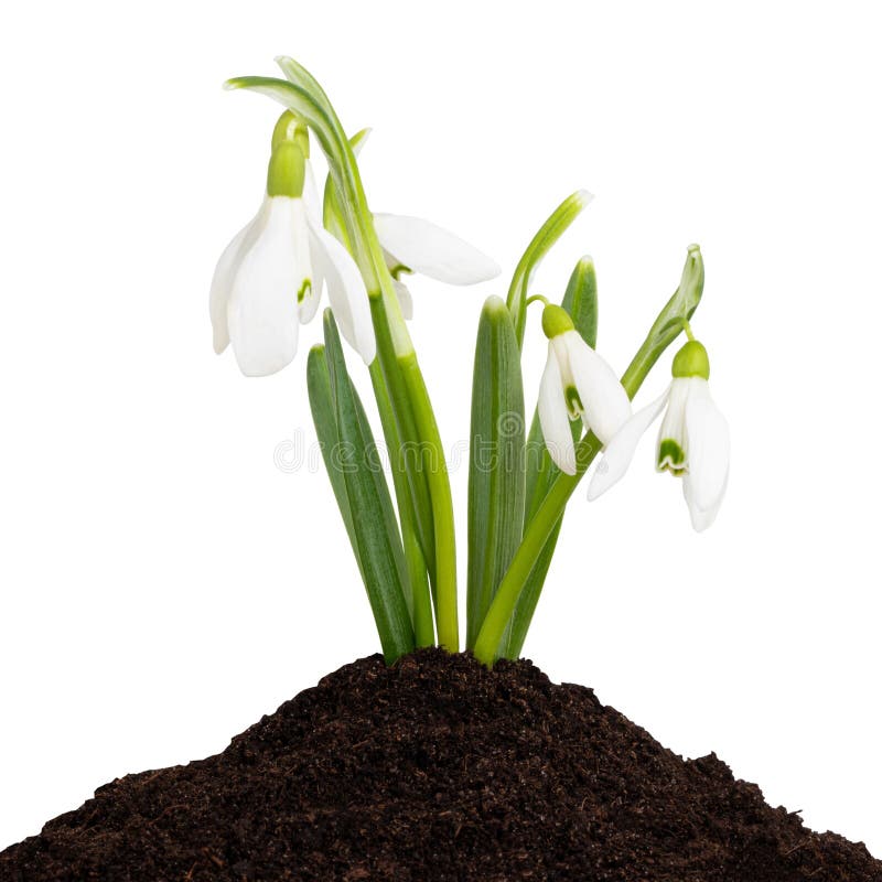 Snowdrops Isolated on White Background. Clipping Path Stock Photo ...