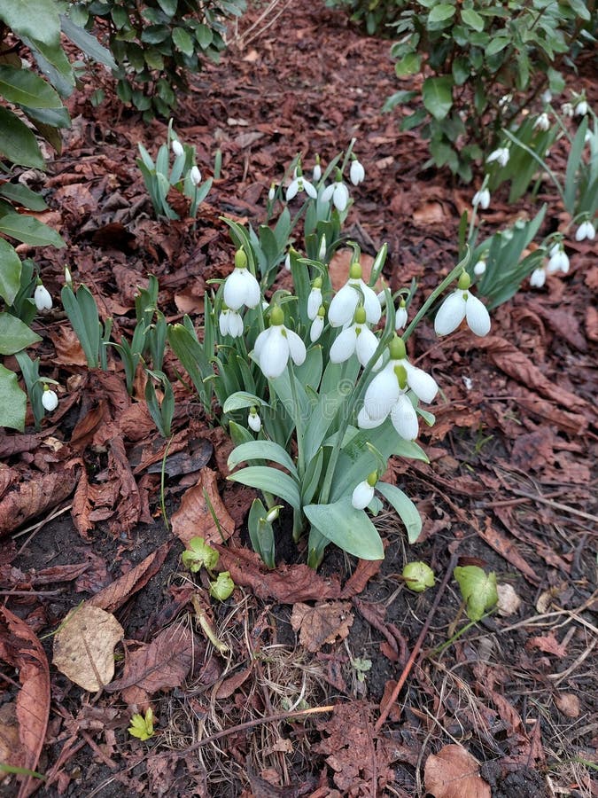 Snowdrops Isolated Winter Spring Flowers England UK Stock Image - Image ...