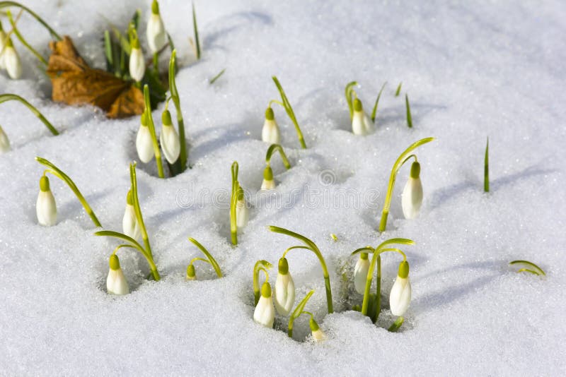 Snowdrops in March stock image. Image of petal, leaf - 51412407