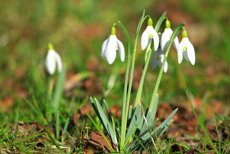 Snowdrops in the Meadow Close-up. Plant World Stock Image - Image of ...