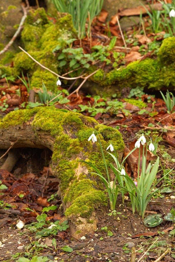 Clump of Snowdrops stock photo. Image of clump, plant - 86474284