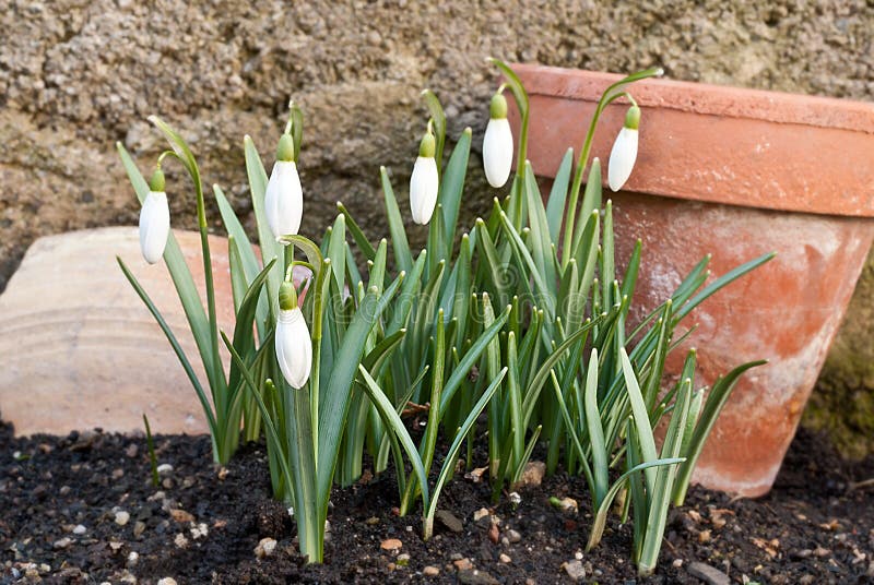 Snowdrops with old planter stock image. Image of botanic - 66710281