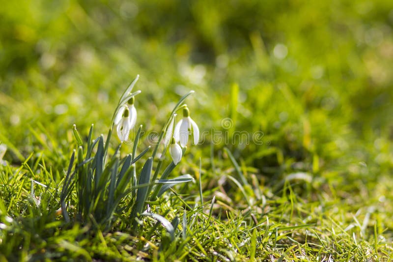 Snowdrops - One of the First Spring Flowers Stock Image - Image of ...
